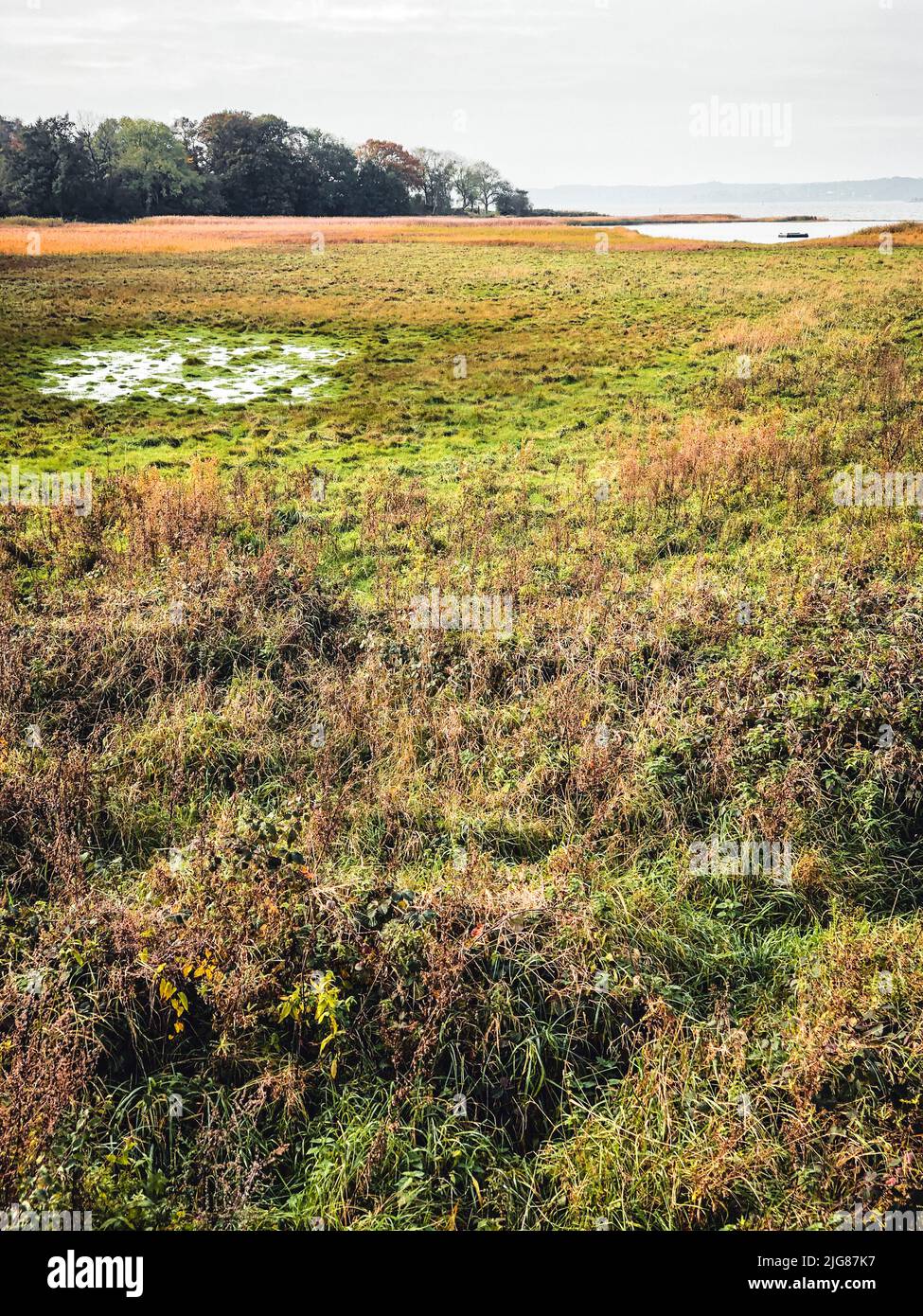 salt marsh, Holnis, Glücksburg, Schleswig-Holstein, landscape, autumn ...