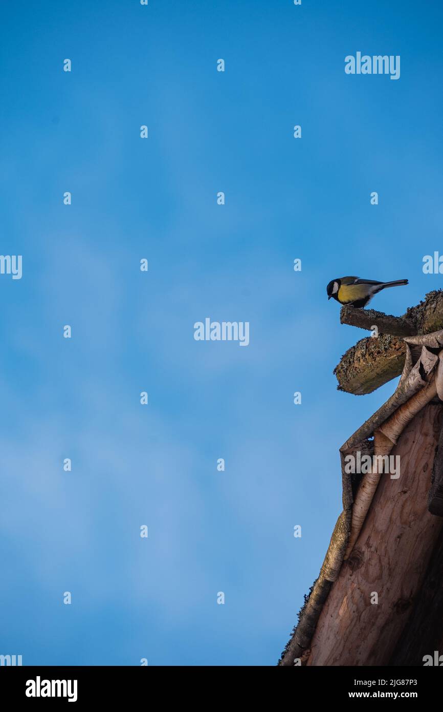A little bird on a tree branch in a blue sky background Stock Photo - Alamy