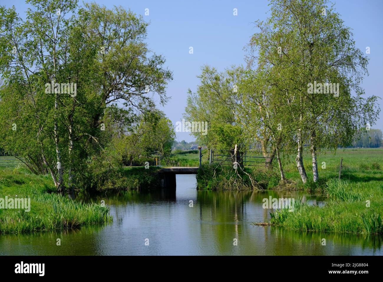 Polder with grass, water and small bridges in the polder, The ...