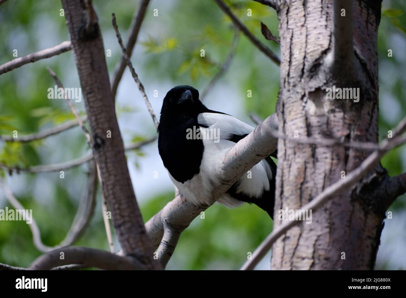 Magpie species hi-res stock photography and images - Alamy