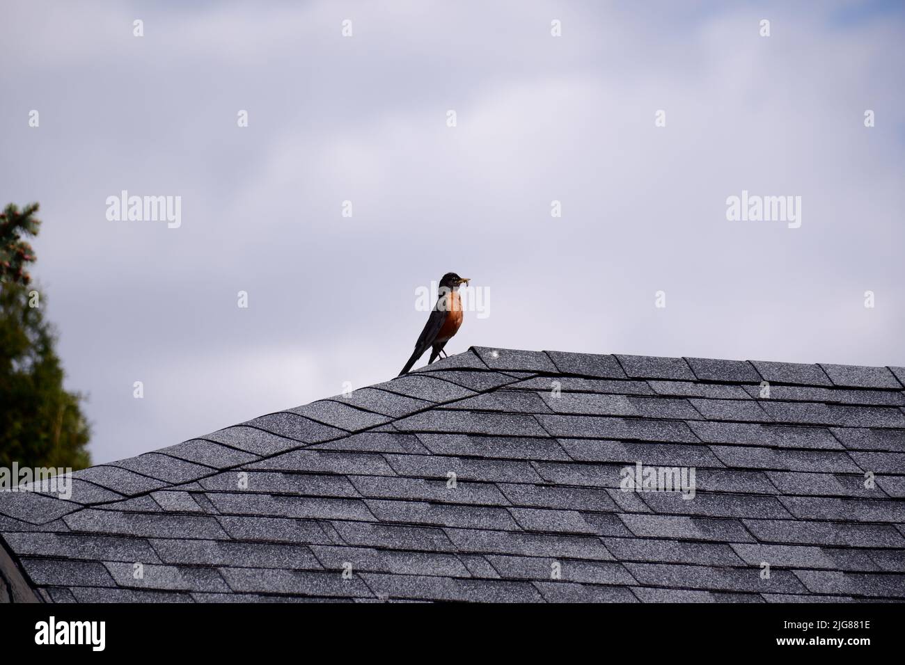 An adorable American robin with food in the beak on building roof ...