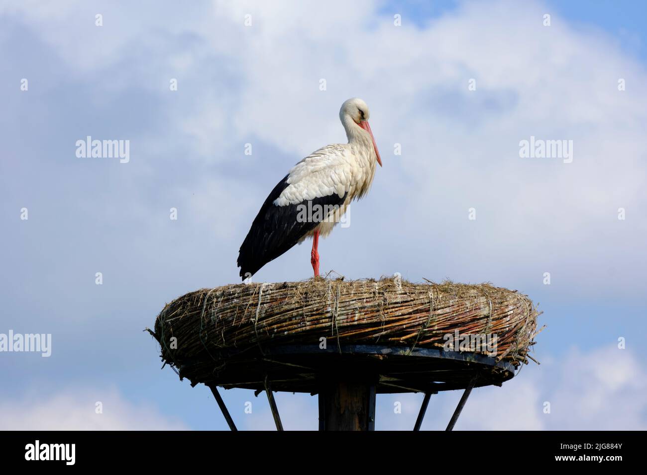 Observation of storks hi-res stock photography and images - Alamy