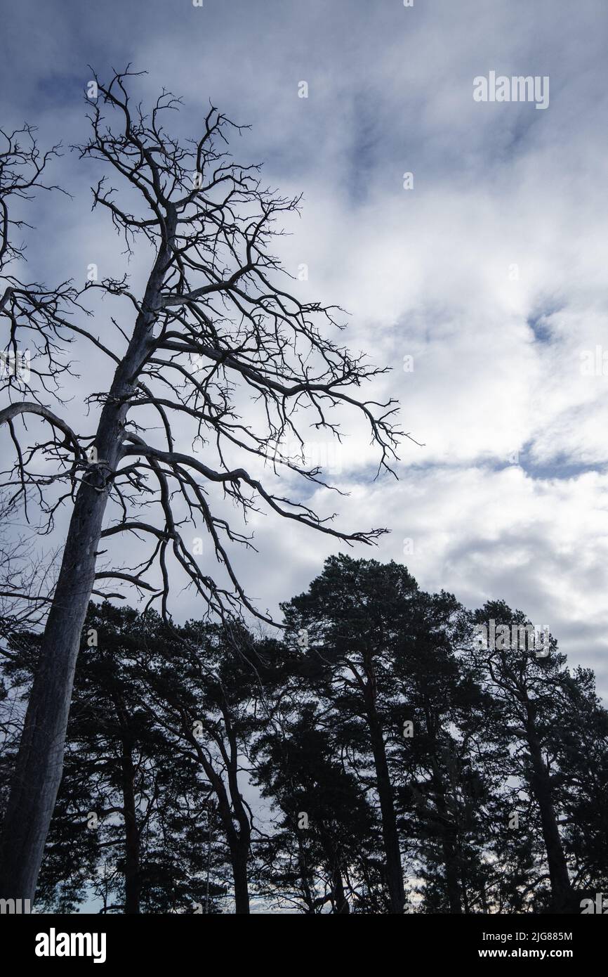 A tall tree with a blue sky background Stock Photo - Alamy