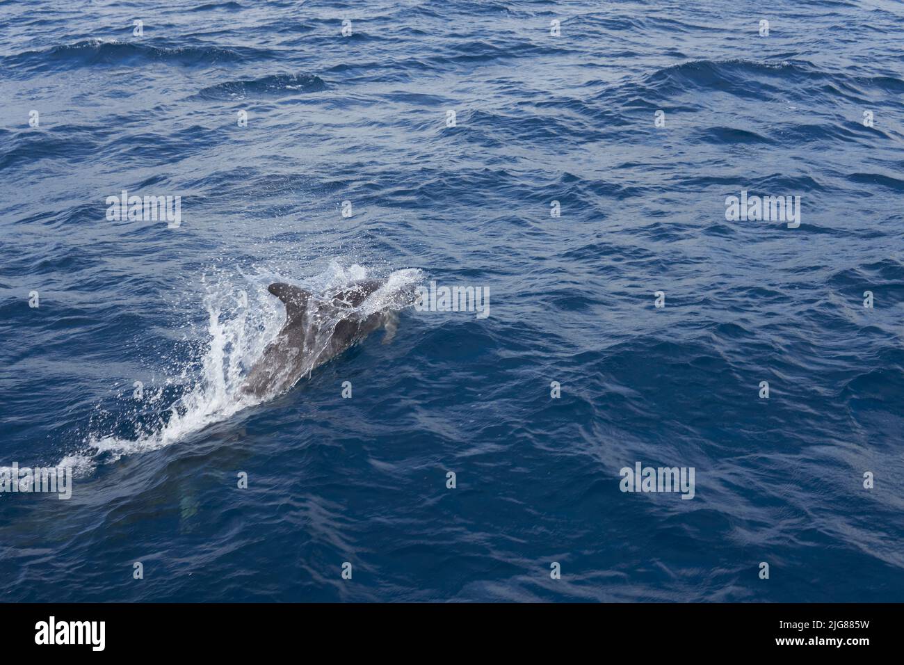 Dolphin head in blue hi-res stock photography and images - Alamy