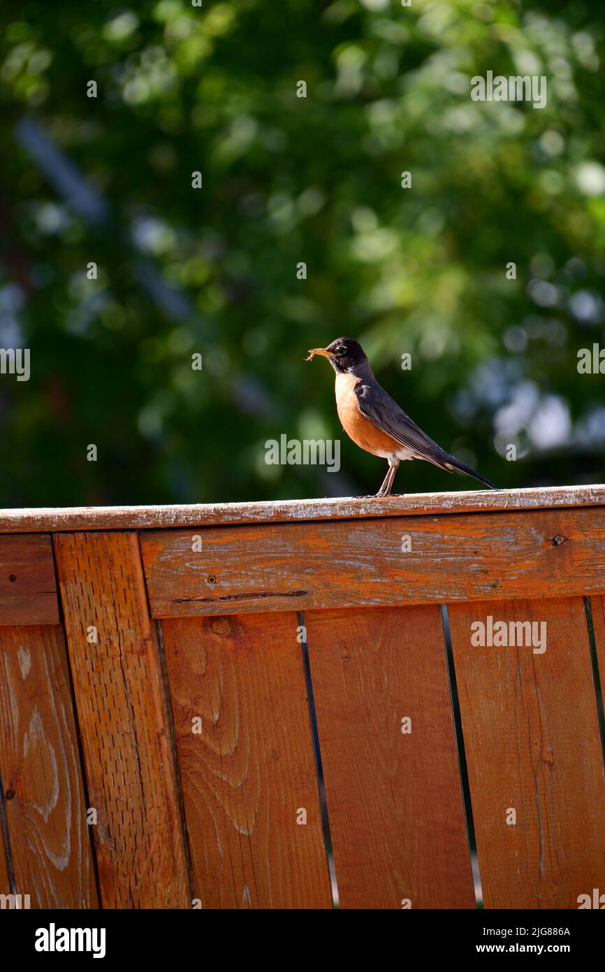 A side view of adorable American robin with food in the beak on wooden ...