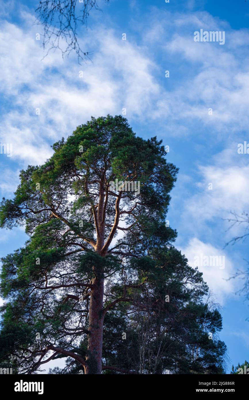 A tall tree with a blue sky background Stock Photo - Alamy