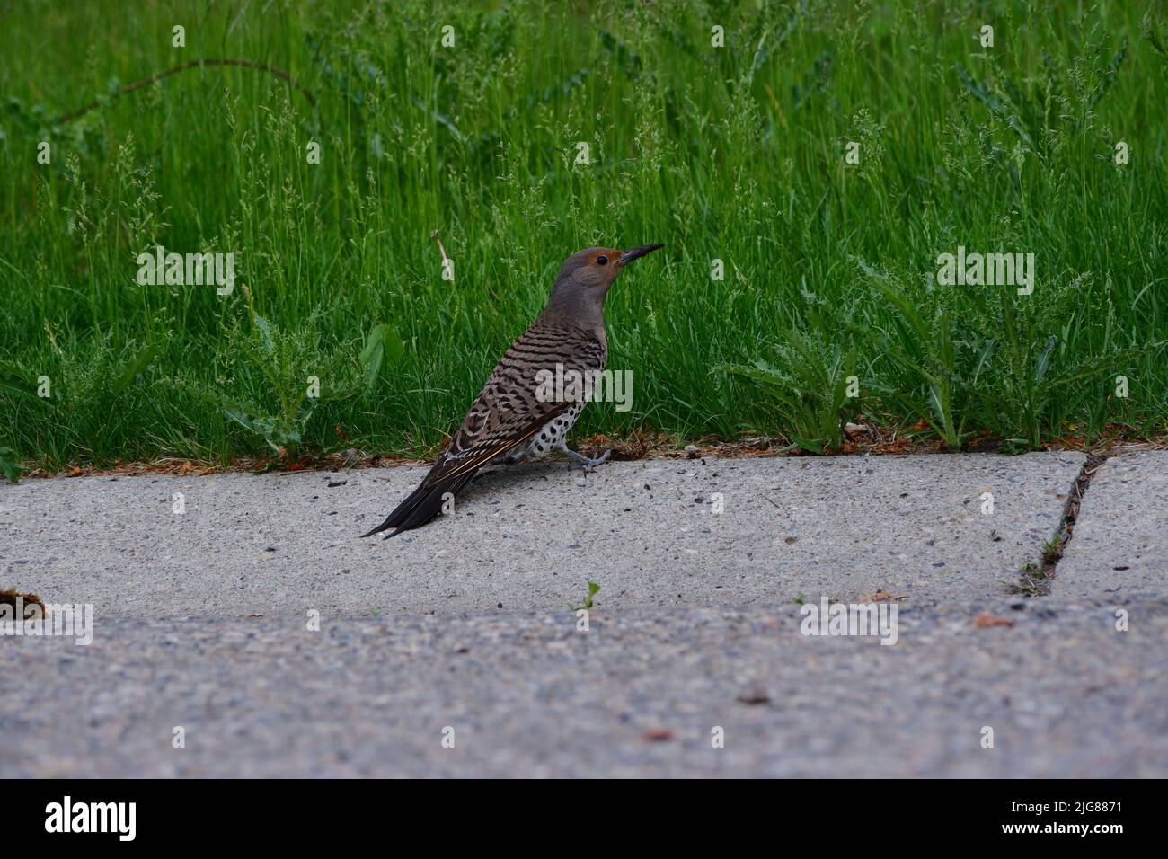 An adorable Northern flicker on the road next to lush green grass Stock ...
