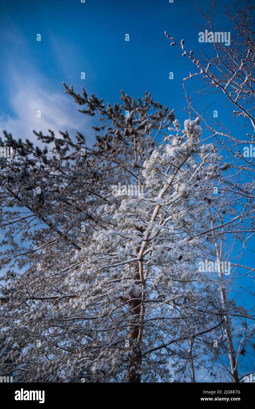 A tall tree with a blue sky background Stock Photo - Alamy
