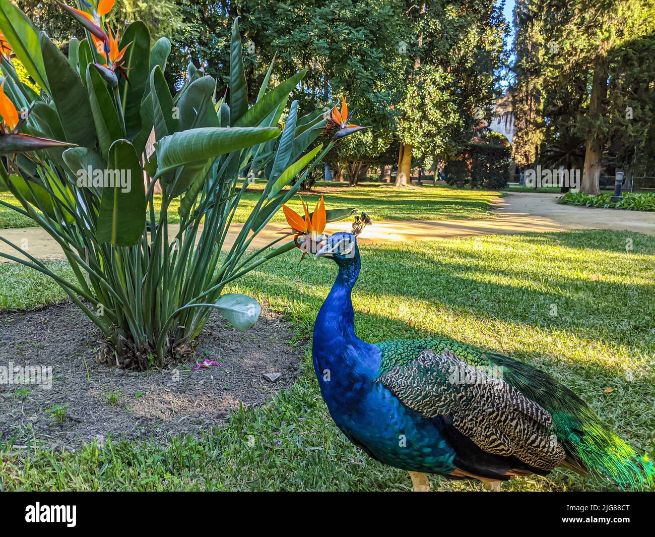 A blue Peacock in Alcazar garden, Seville, Spain Stock Photo - Alamy
