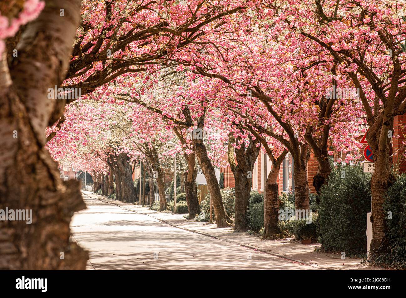 Beautiful sakura trees in the park in Baumstrasse, Norden East Frisia ...