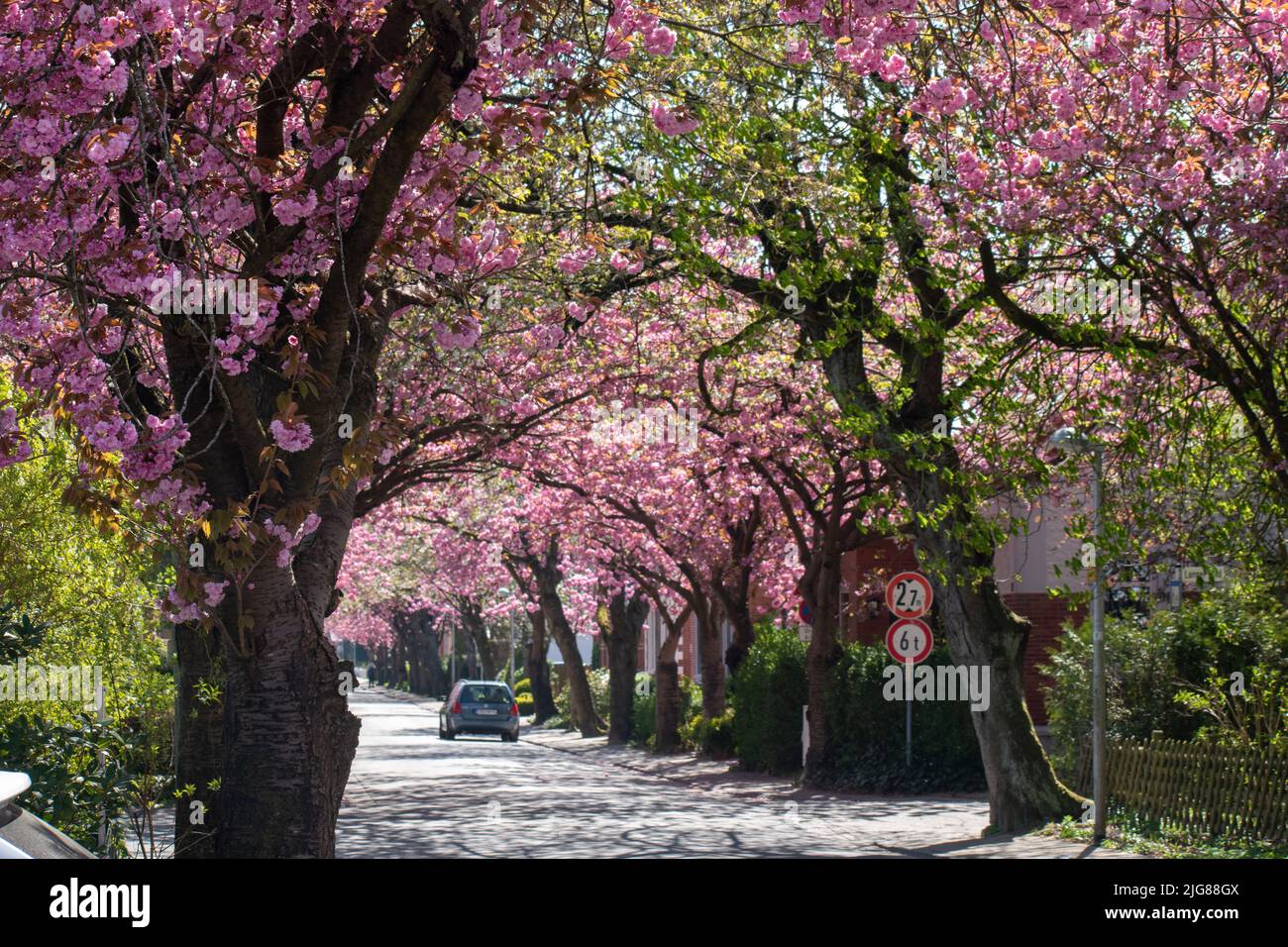 Baumstrasse hi-res stock photography and images - Alamy