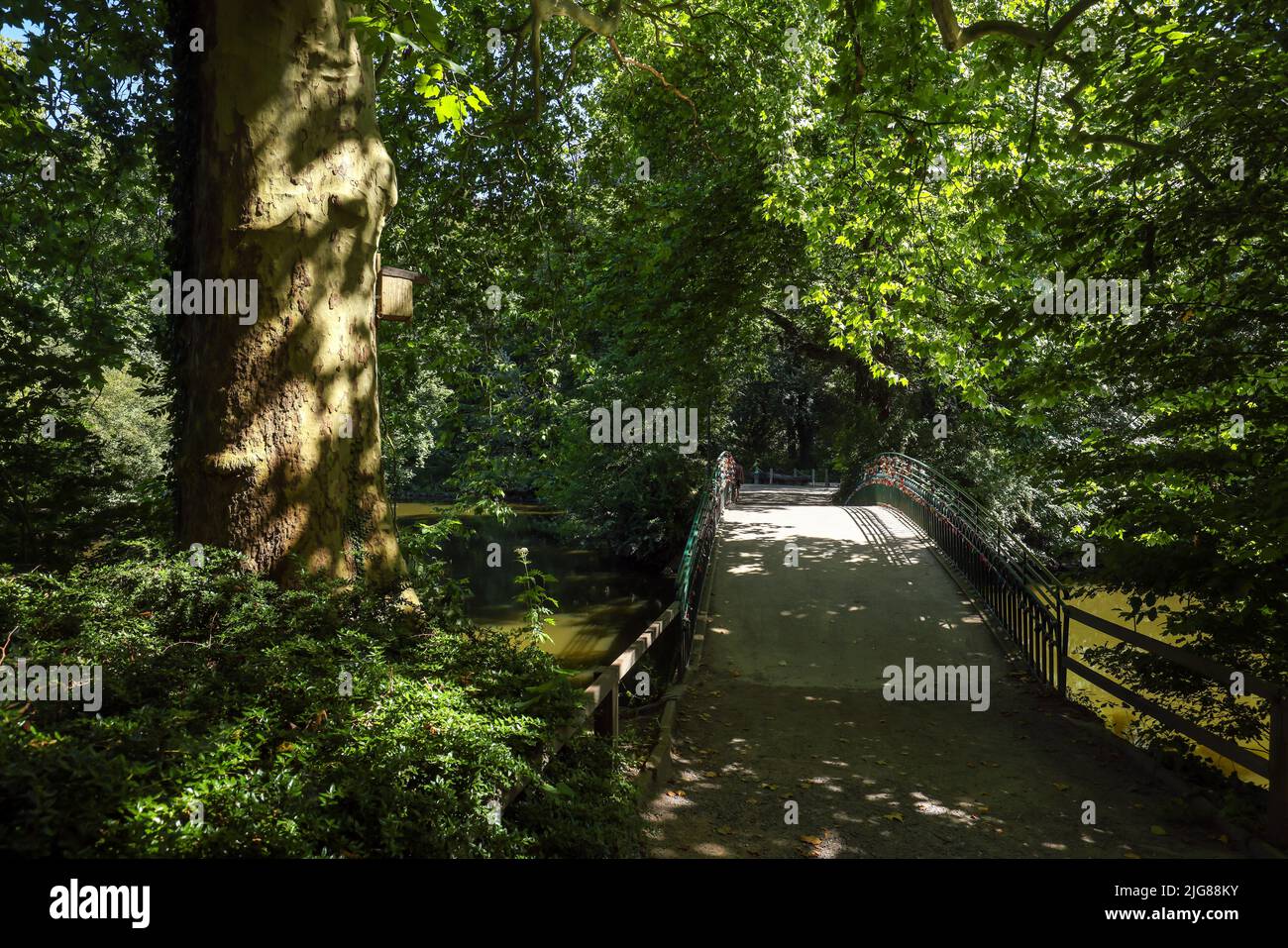 Rombergpark botanical garden hi-res stock photography and images - Alamy
