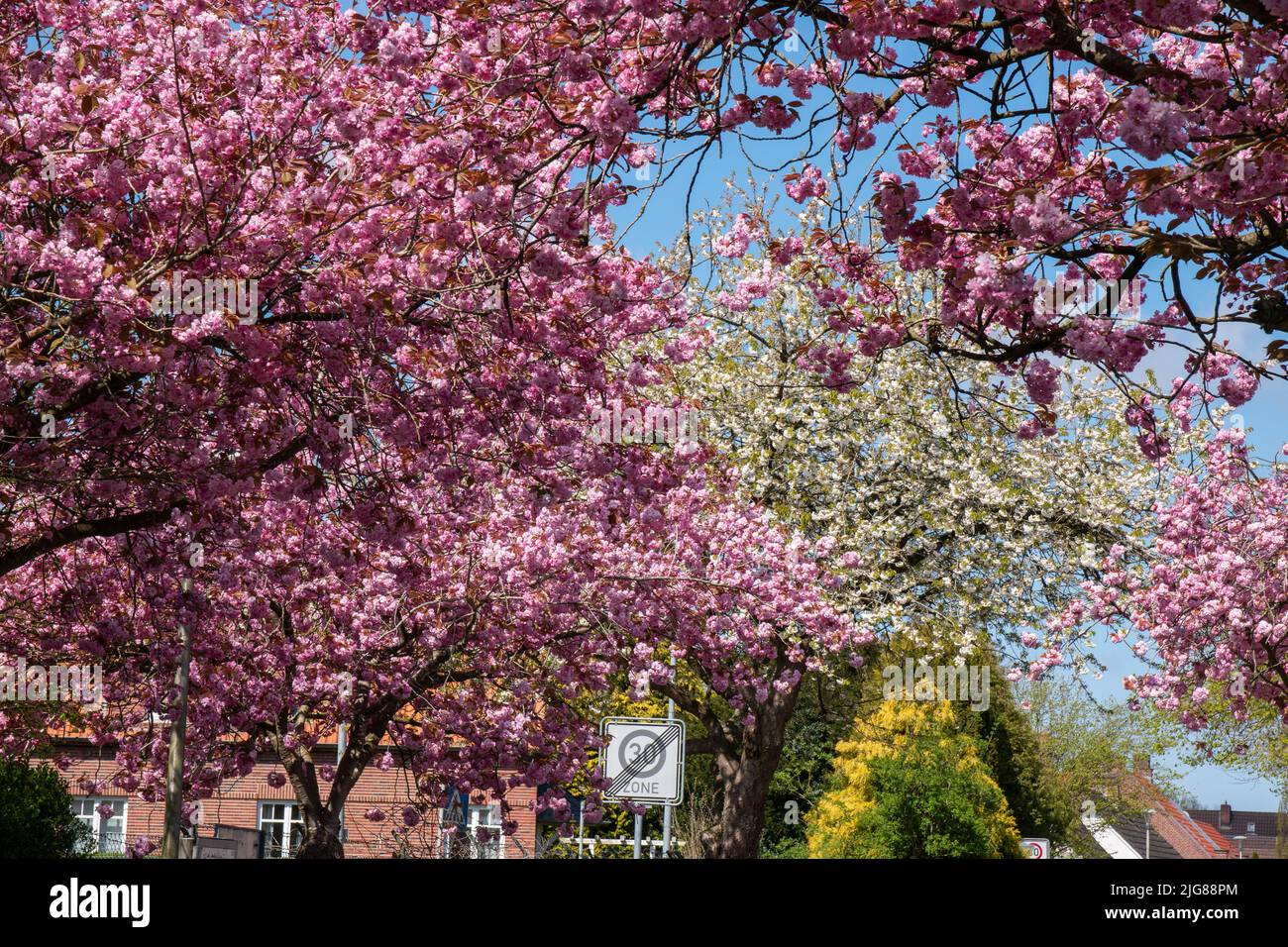 Beautiful sakura trees in the park in Baumstrasse, Norden East Frisia ...
