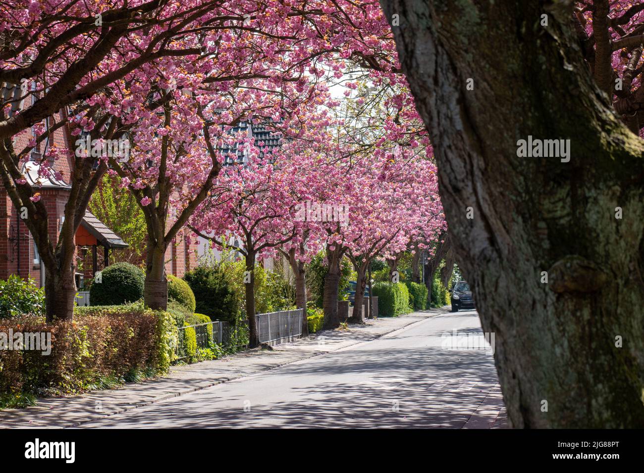 Pink sakura trees in the park in Baumstrasse, Norden East Frisia ...