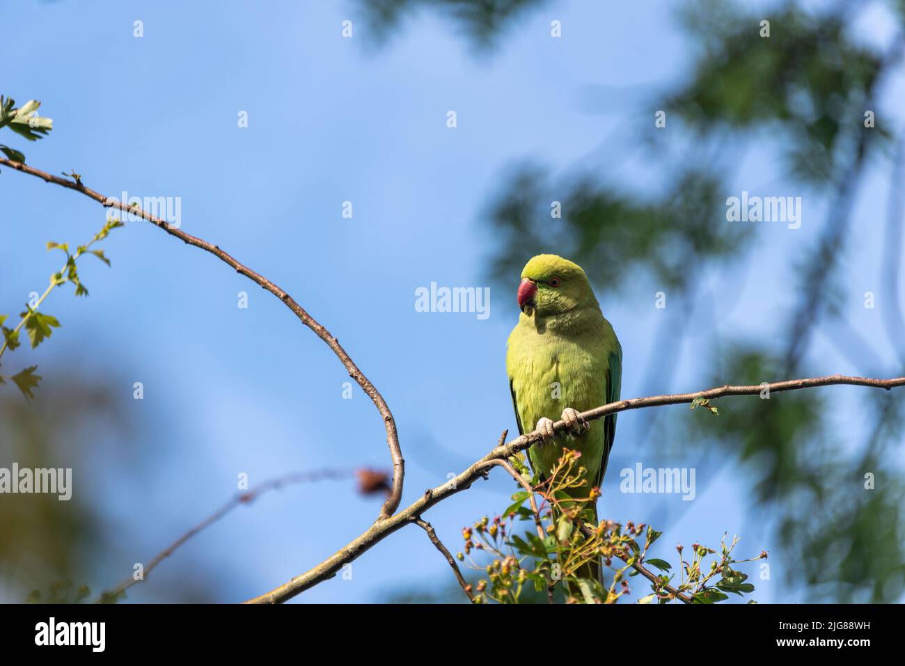 Neckband Parakeet, Small Alexander Parakeet, Amsterdam, Netherlands ...