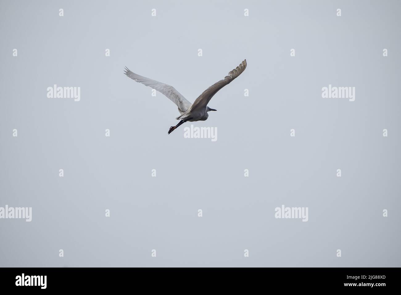 Crane bird flying near the sea o hunt the fishes Stock Photo - Alamy