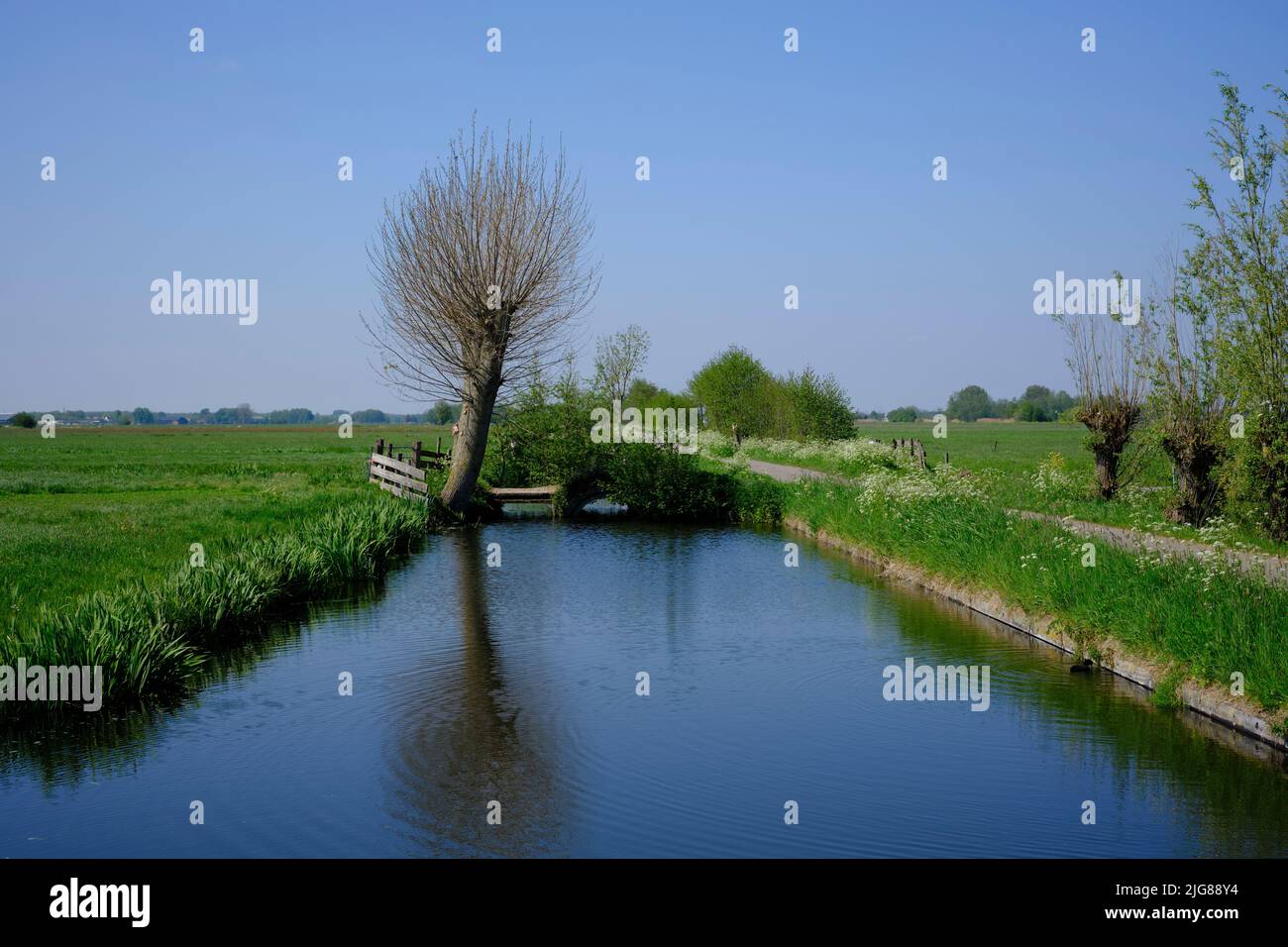 Polder with grass, water and small bridges in the polder, The ...