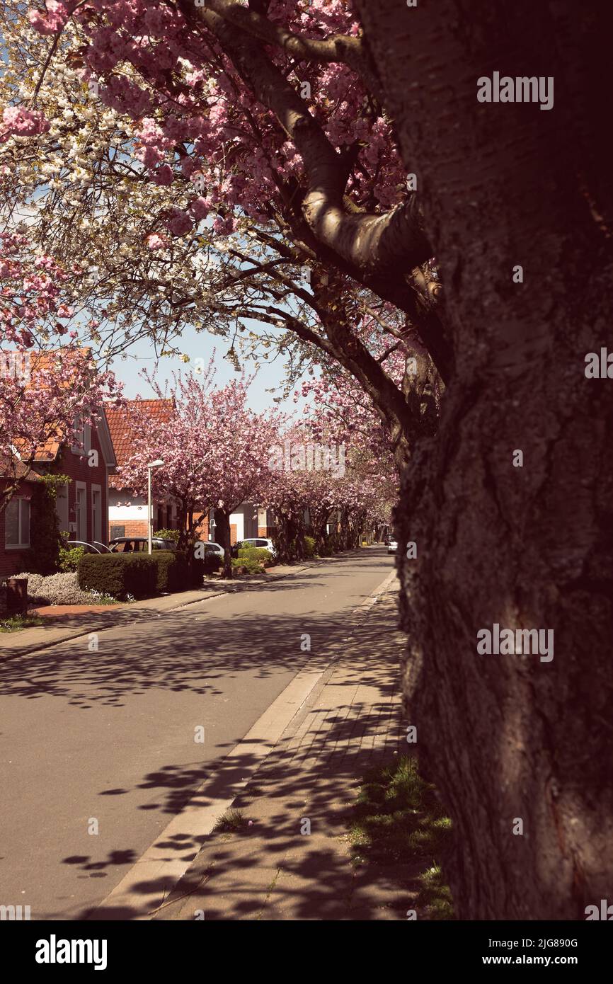 A beautiful view of cherry blossoms next to houses along a street in ...