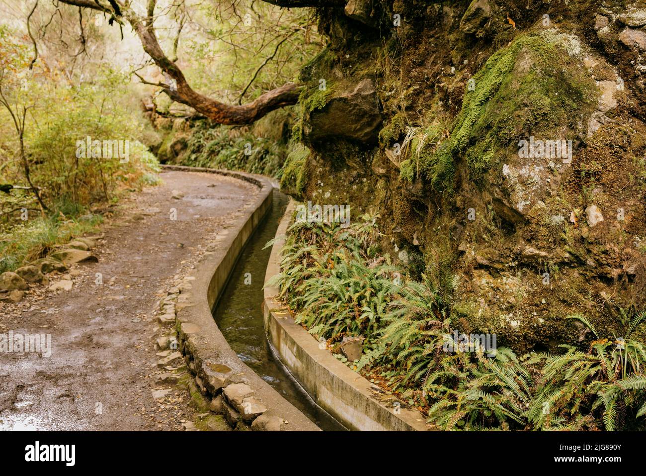 A route through a forest in Madeira, Portugal Stock Photo - Alamy