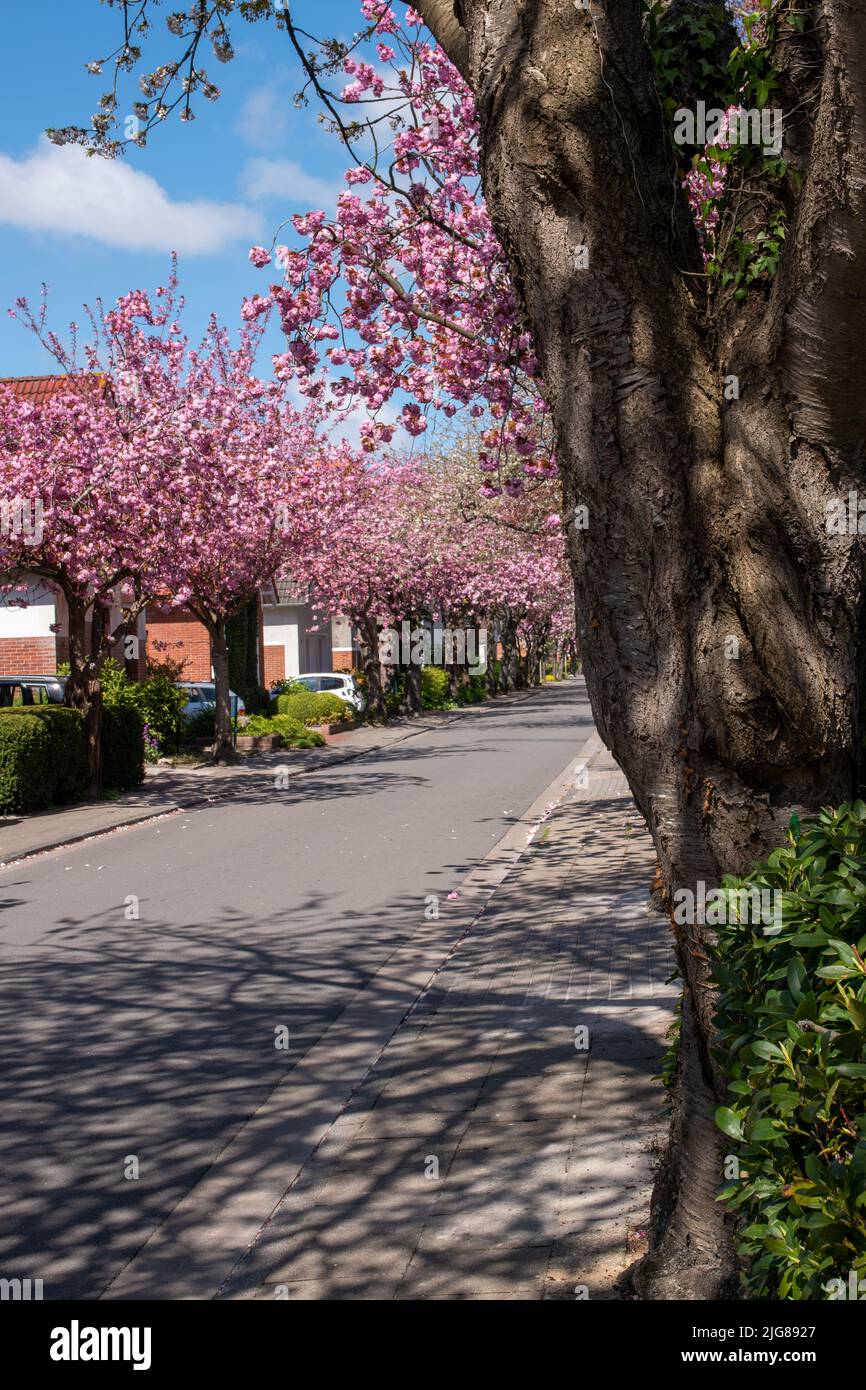 A beautiful view of cherry blossoms next to houses along a street in ...