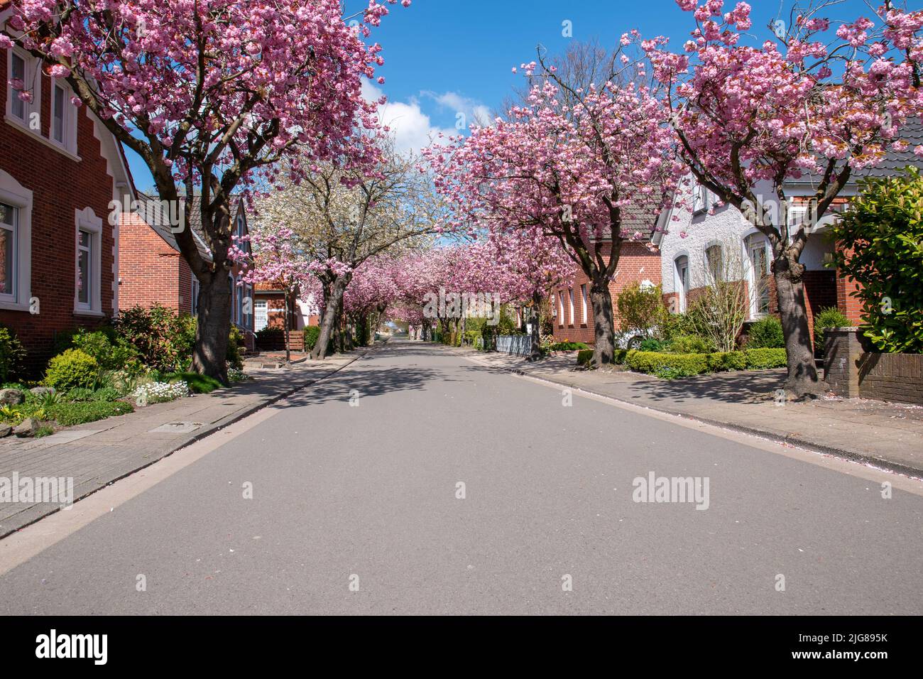 Baumstrasse hi-res stock photography and images - Alamy