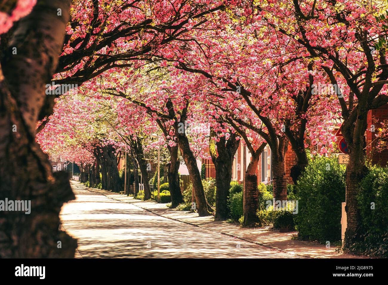 Pink sakura trees in the park in Baumstrasse, Norden East Frisia ...