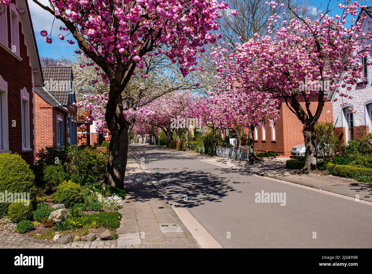 A beautiful view of cherry blossoms next to houses along a street in ...