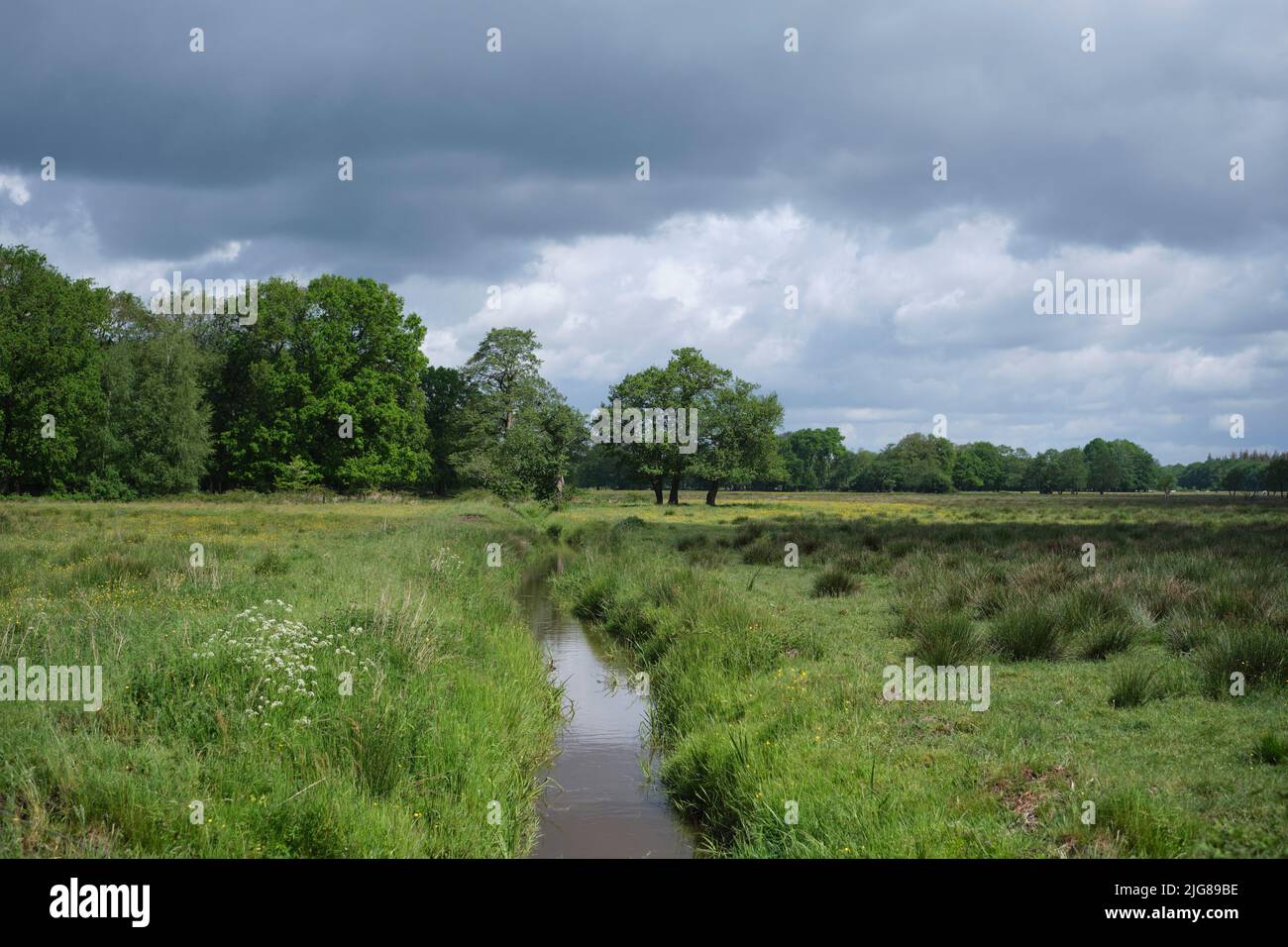 Landscape of nature park Drents Friese Wold n near Appelscha in Denthe ...