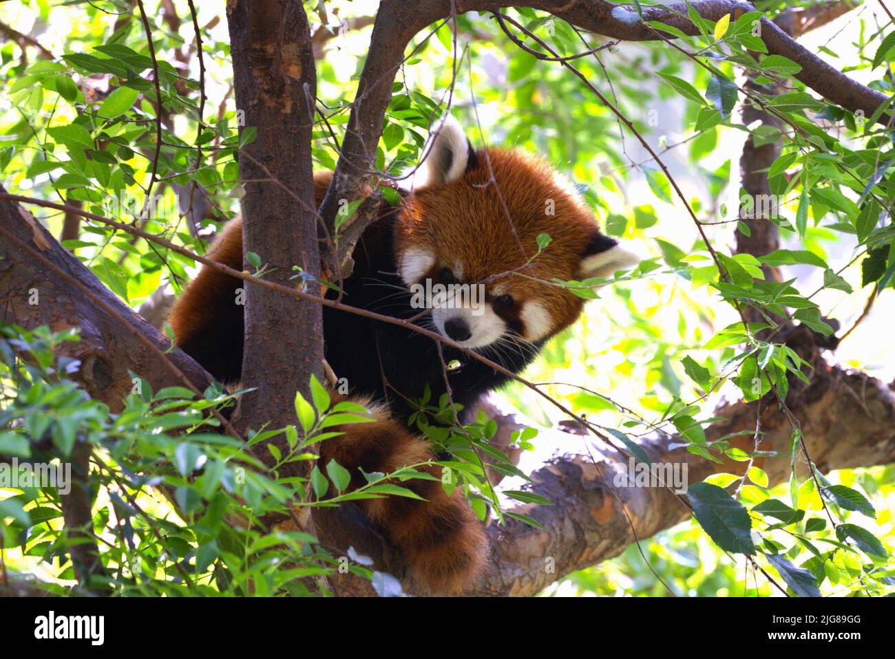 Red panda sitting on tree hi-res stock photography and images - Alamy