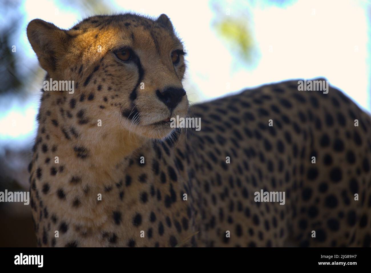 A closeup of a cheetah against a bright background Stock Photo - Alamy