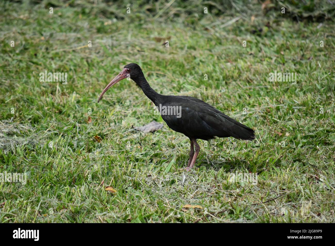 Black southern bald ibis hi-res stock photography and images - Alamy