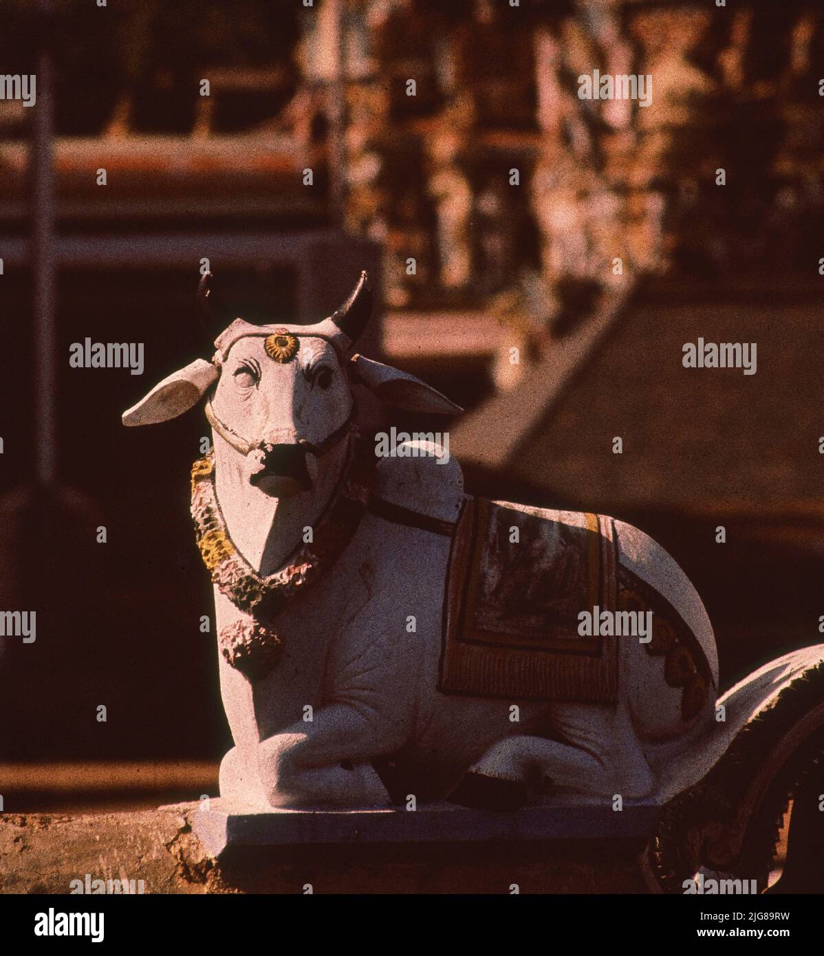 LA VACA SAGRADA. Location: EXTERIOR. Nación. India Stock Photo - Alamy