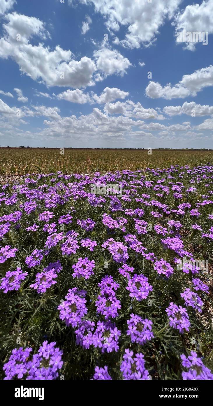 Oklahoma wildflowers hi-res stock photography and images - Alamy
