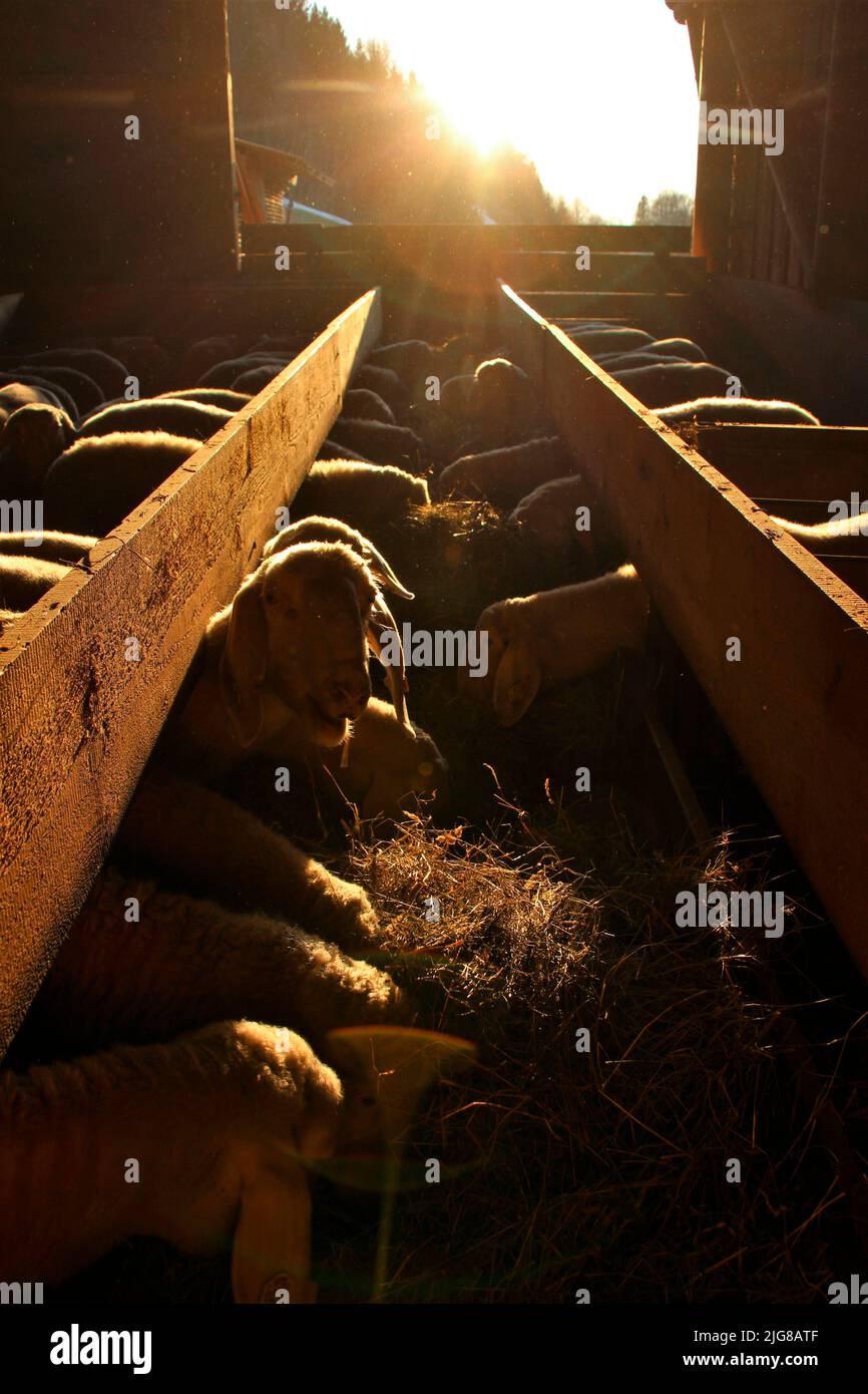 Sunset in the sheepfold in Wamberg, district of Garmisch-Partenkirchen ...