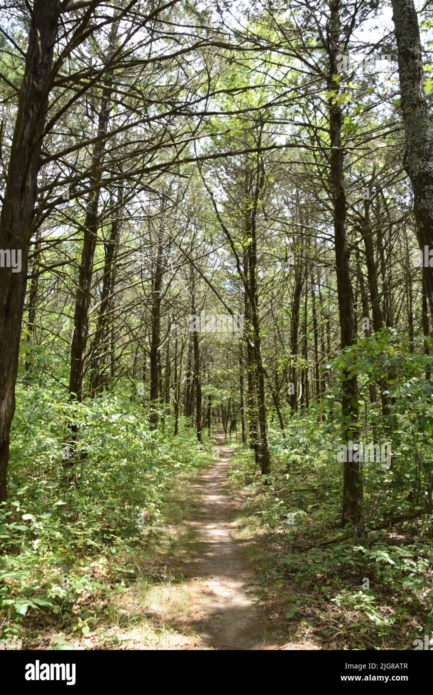 A vertical shot of a sunlit path through the woods in a rural area ...