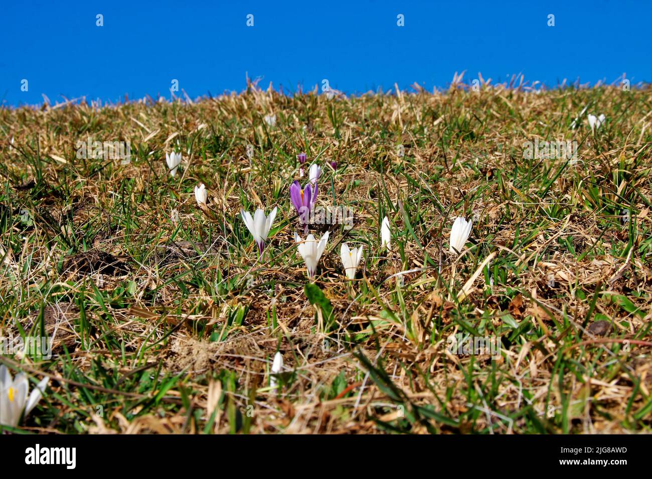 Spring moves into the country, crocus meadow on the way from Eckbauer ...
