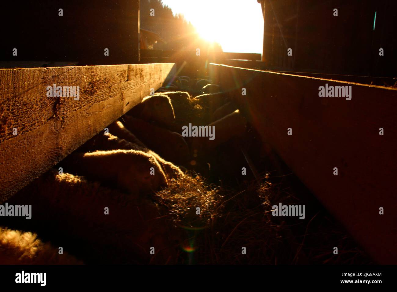 Sunset in the sheepfold in Wamberg, district of Garmisch-Partenkirchen ...