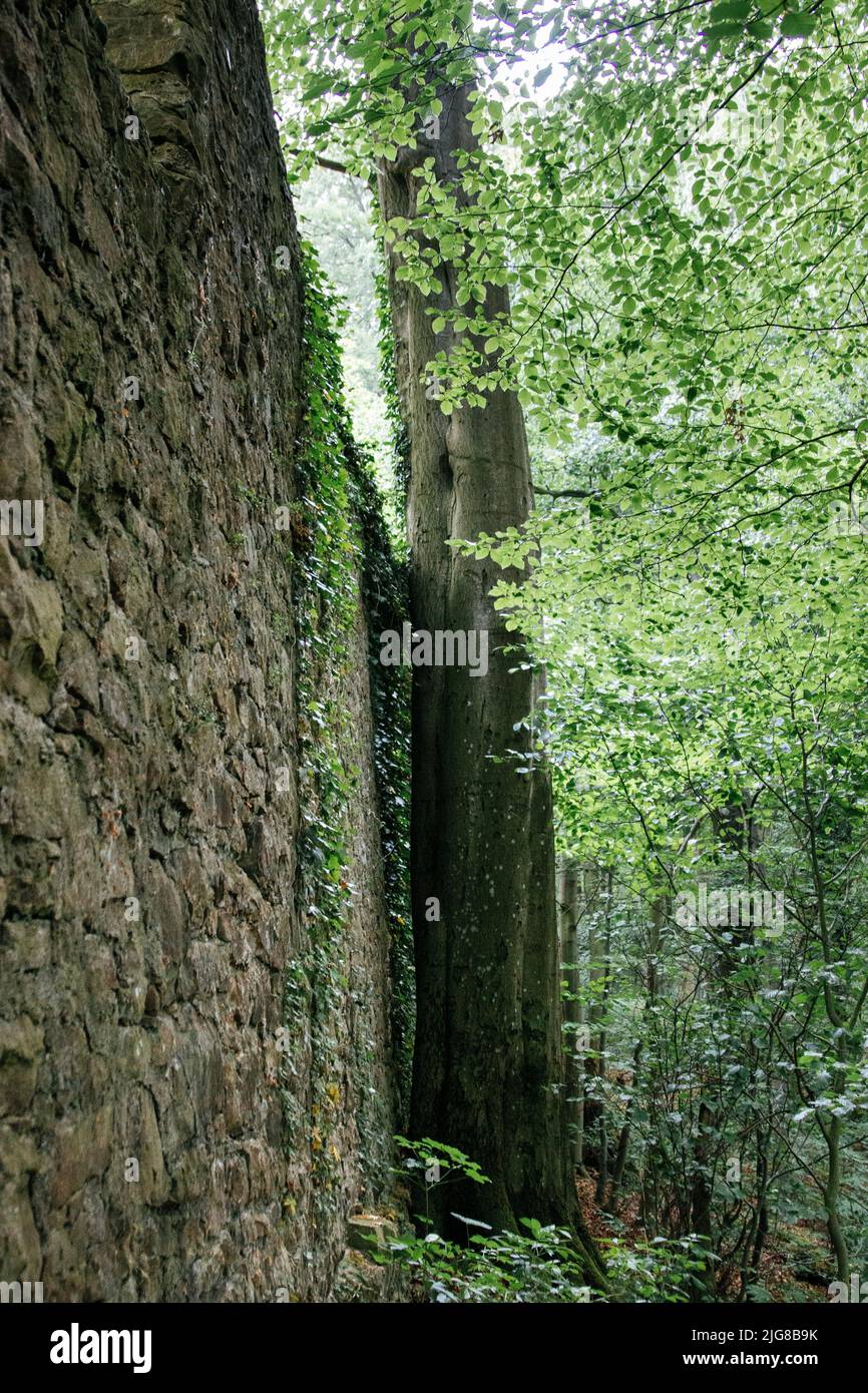 Beech forest exterior beech forest exterior hi-res stock photography ...