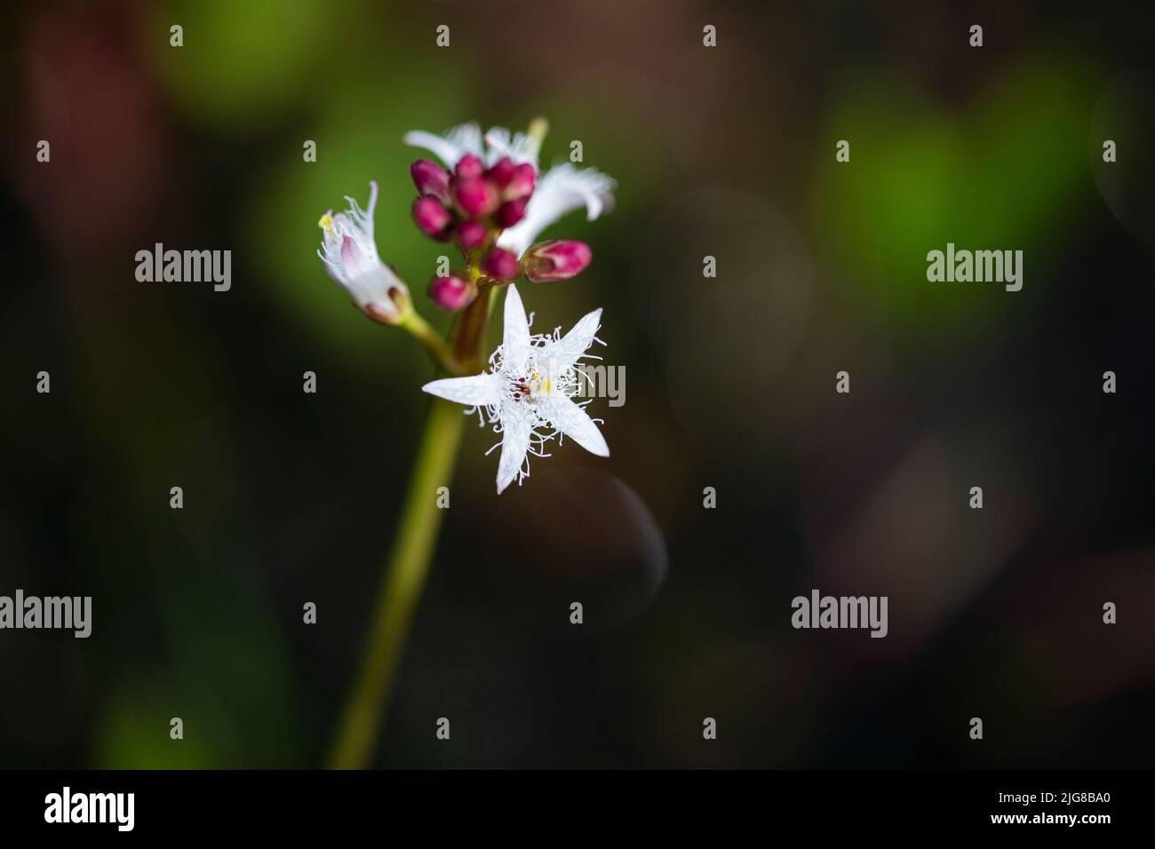 Detail of lily flower hi-res stock photography and images - Alamy