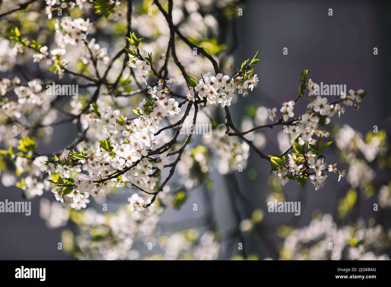 Wild cherry blossoming hi-res stock photography and images - Alamy