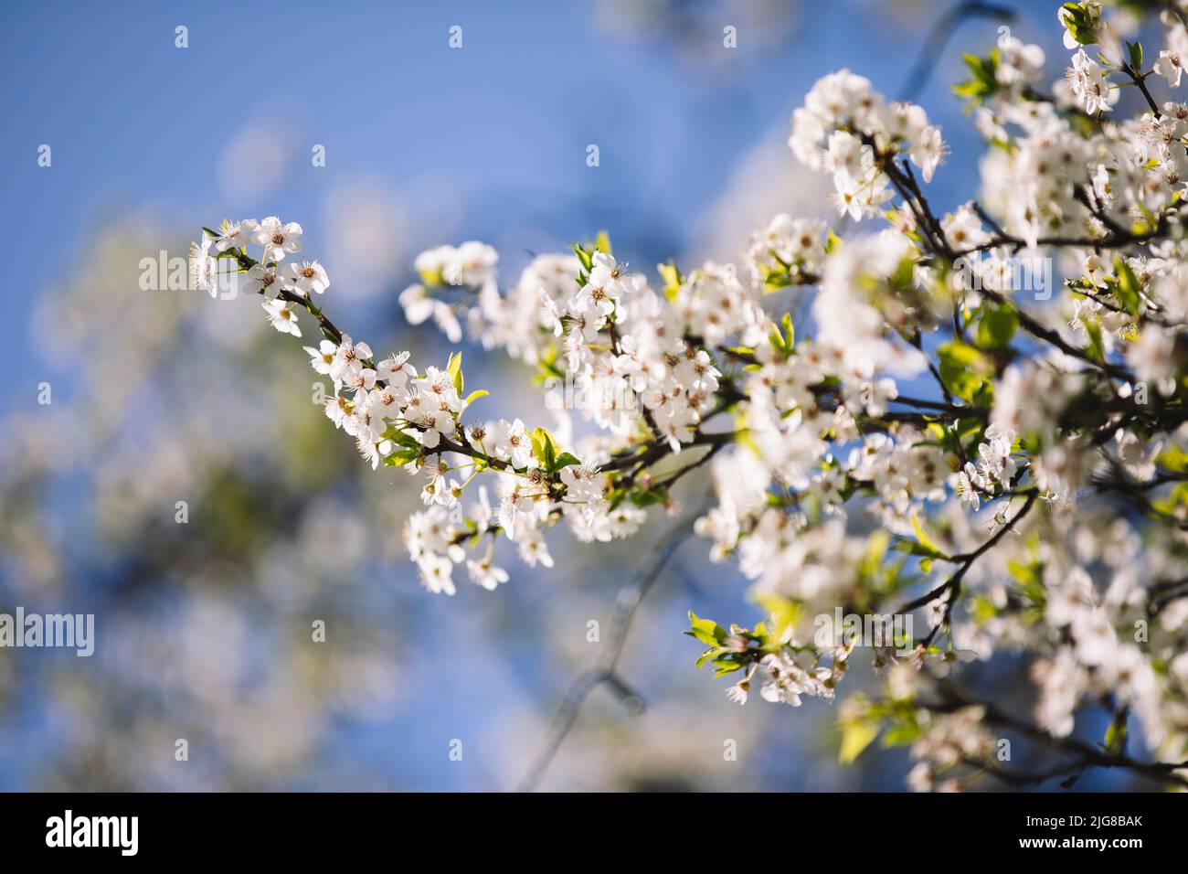 Wild flowers detail hi-res stock photography and images - Alamy