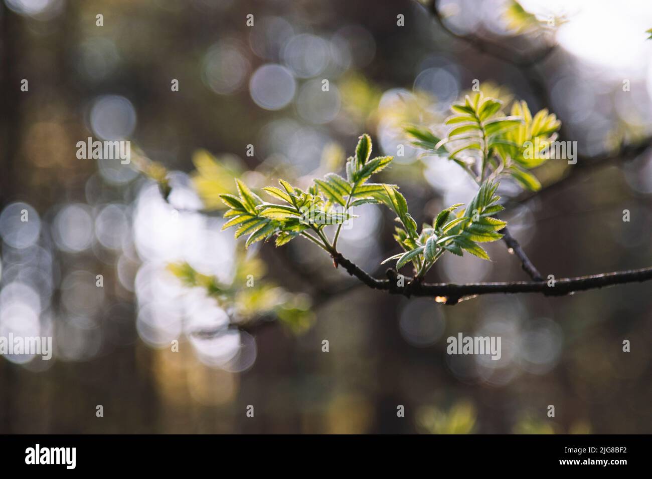 Germany, North Rhine-Westphalia, mountain ash, detail Stock Photo - Alamy