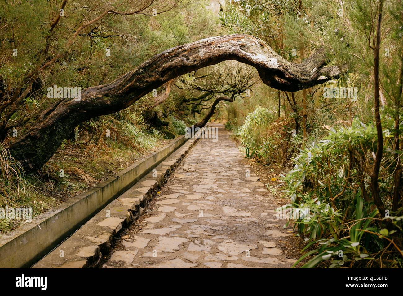 A forest path along Levada waterway at the mountains of Madeira Island ...