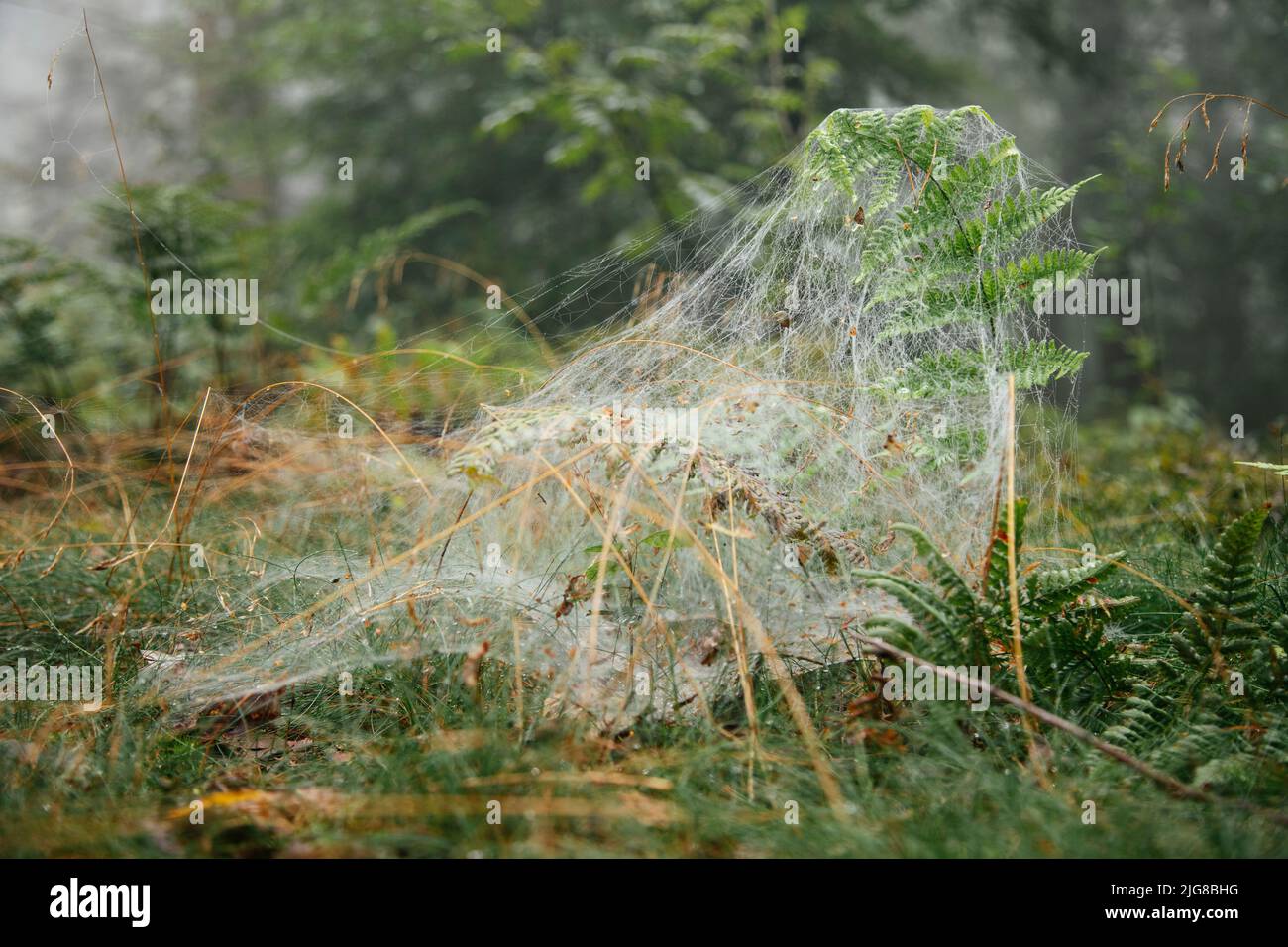 Spider fern hi-res stock photography and images - Alamy