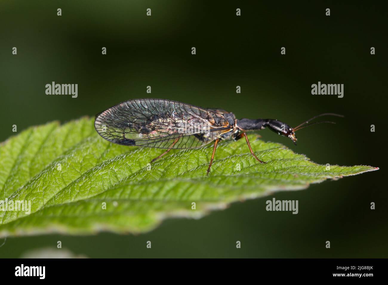 snakefly (Phaeostigma) on a leaf Stock Photo - Alamy