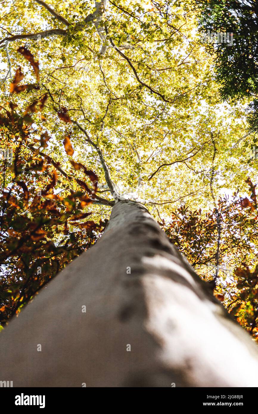 A vertical shot of a tree trunk up to the canopy Stock Photo - Alamy