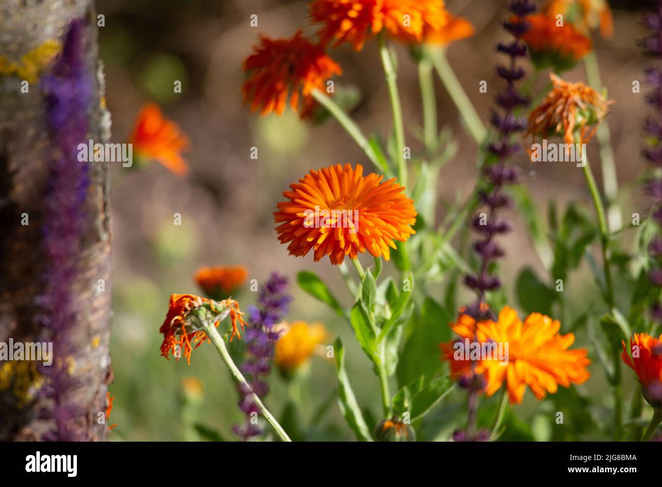A closeup of a Calendula Orange King flower in the garden during ...