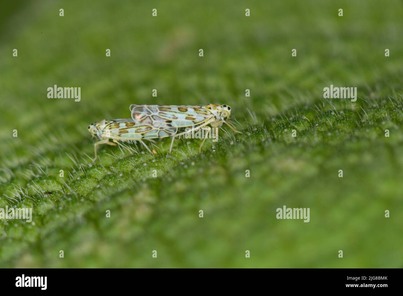 Chrysanthemum leafhopper hi-res stock photography and images - Alamy