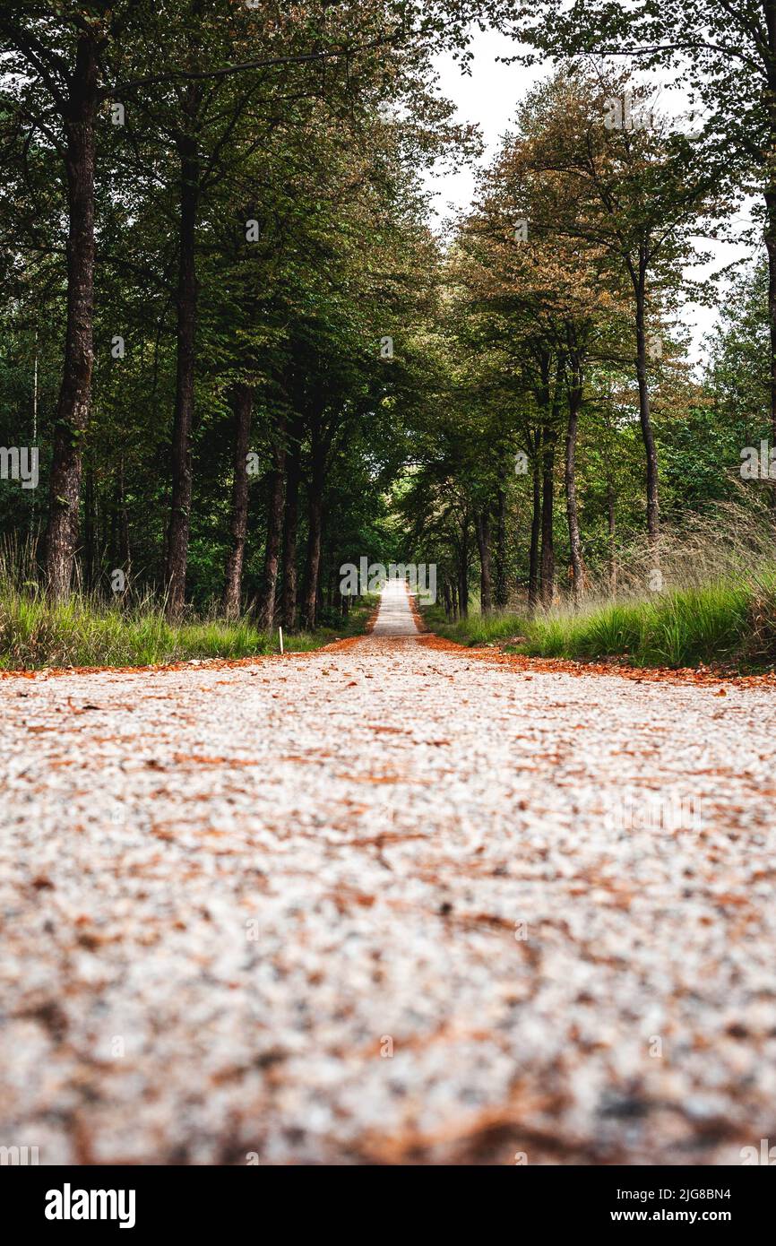 A vertical low-angle shot of a sloping walkway in the forest Stock ...