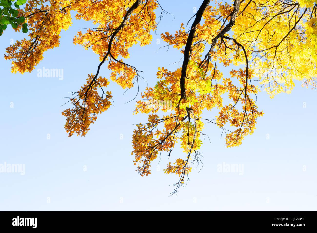 Vibrant fall foliage Stock Photo - Alamy